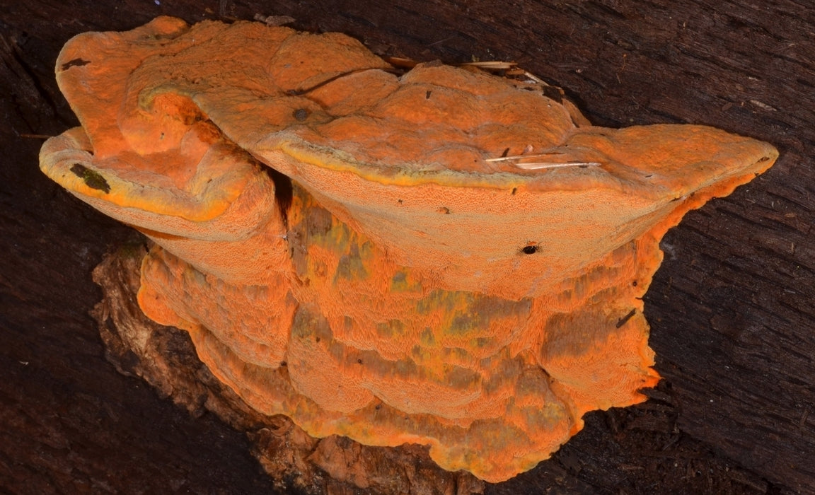 Champignon antrodia : bienfaits santé et utilisation